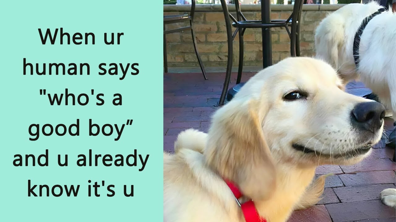 50 Awkward Animal Moments That Every Animal Lover Will Adore (New Pics ...