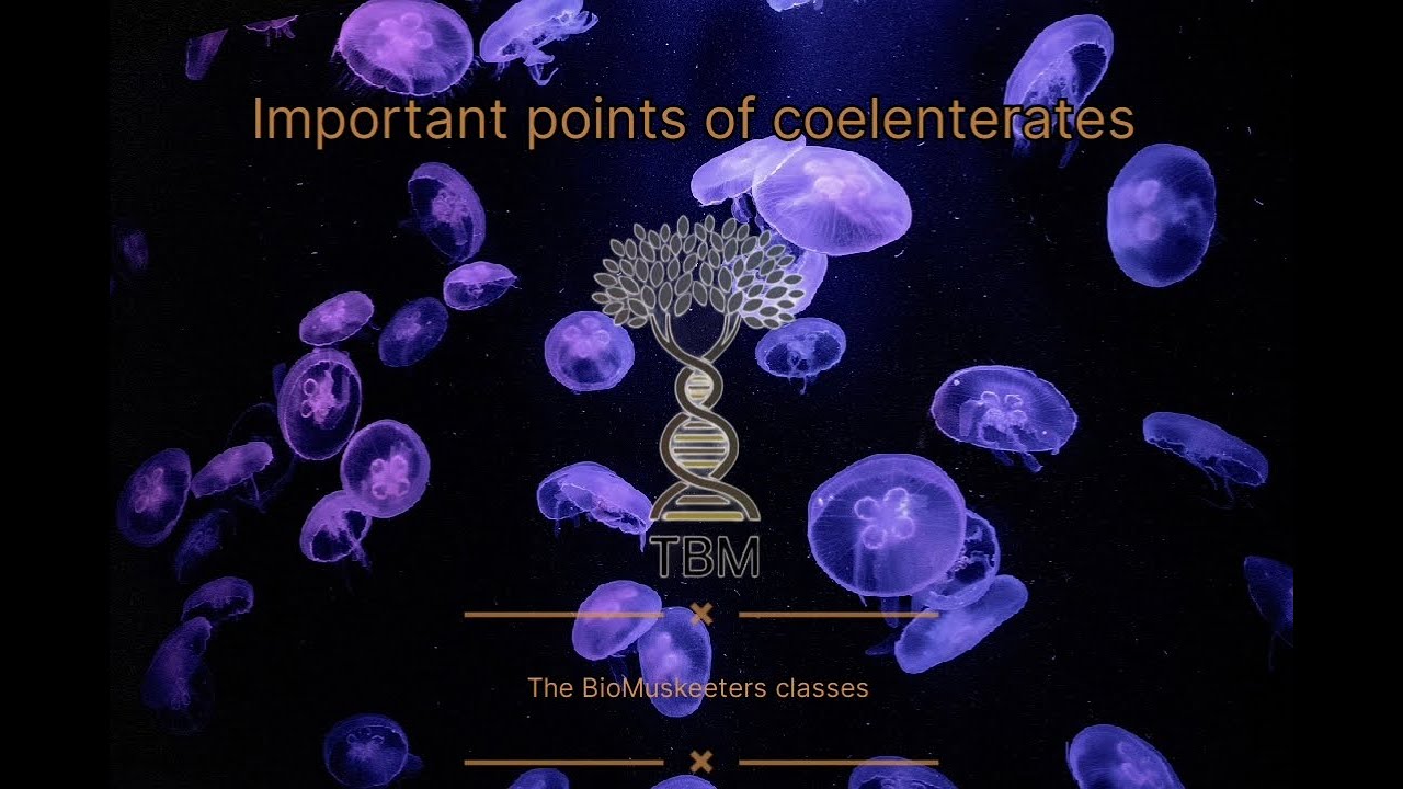 General Characteristic of Phylum Coelenterates || MCQ on Coelenterates ...