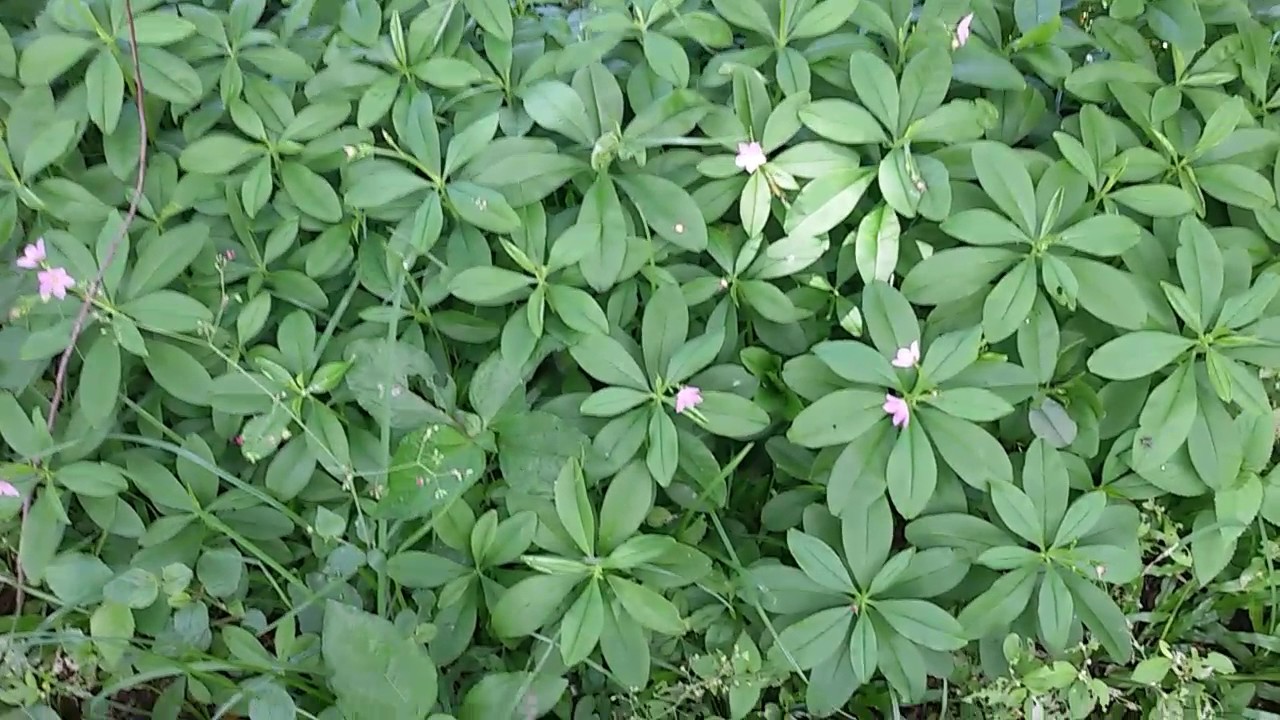 Bredo na natureza - YouTube