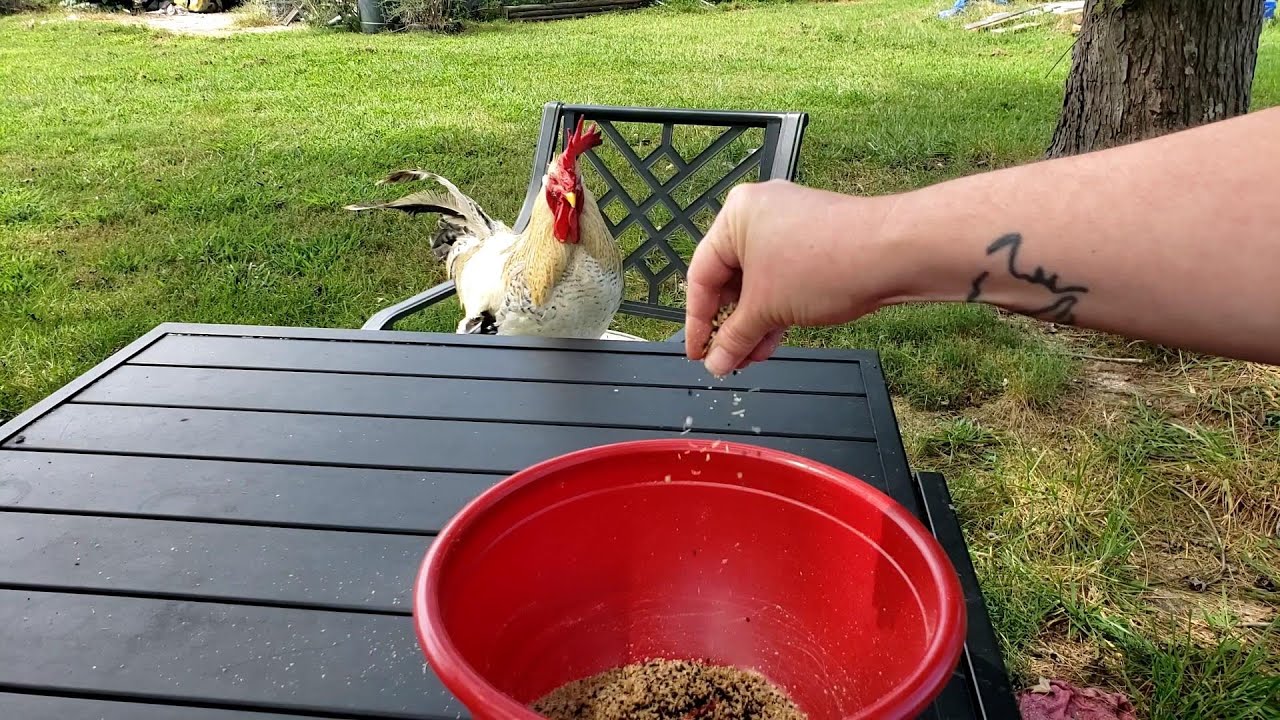 Winnowing Seeds- Teaching an old technique for seed saving - YouTube