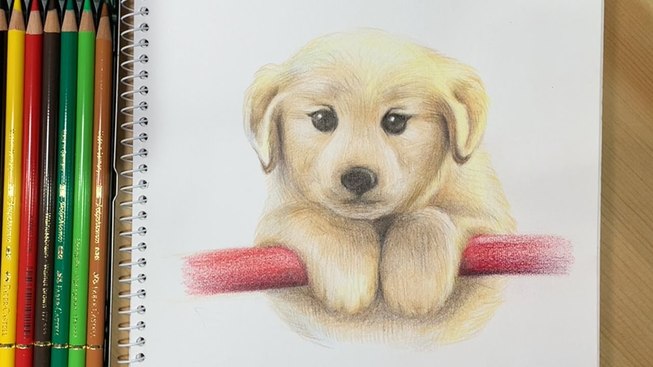Drawing a Cute Puppy with Polychromos Colour Pencils - YouTube