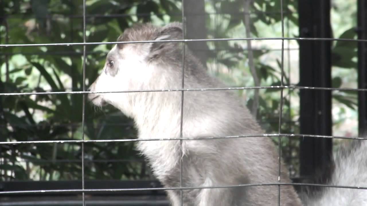 Baby Japanese Serow (one month old).ニホンカモシカの赤ちゃん（生後一ヶ月）。 - YouTube