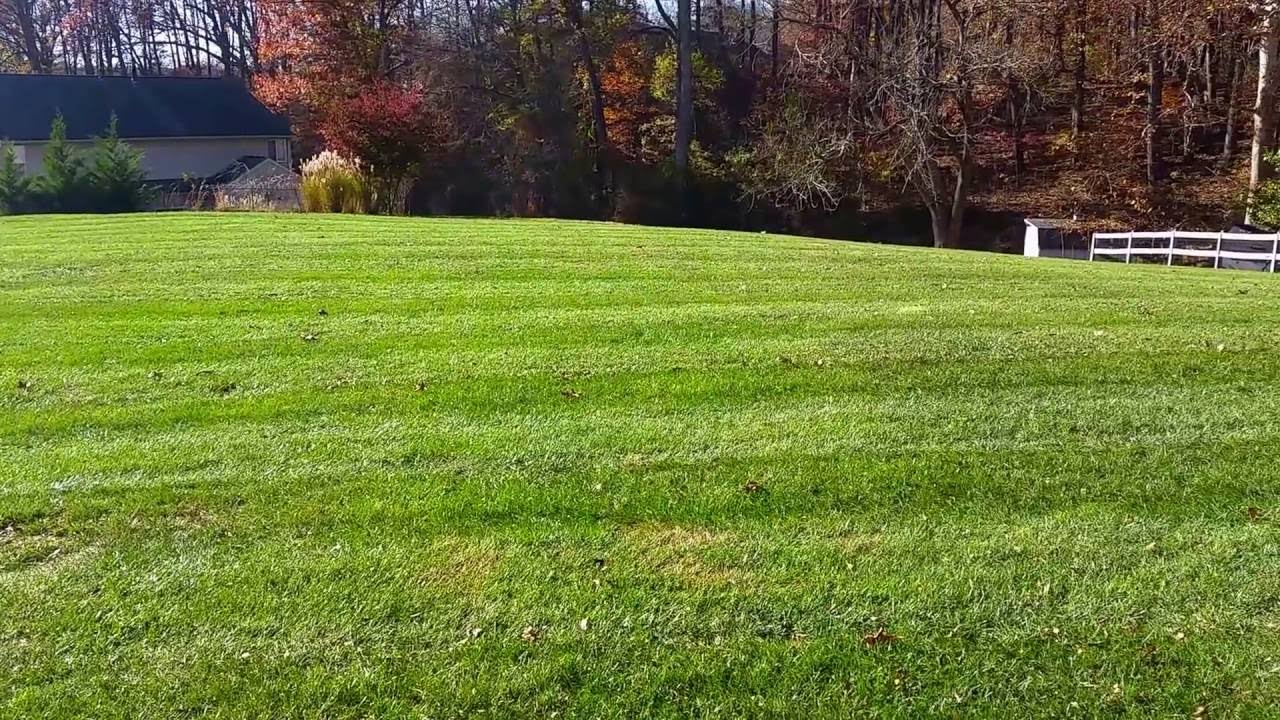 Lawn Wars - Tenacity Herbicide Update - YouTube