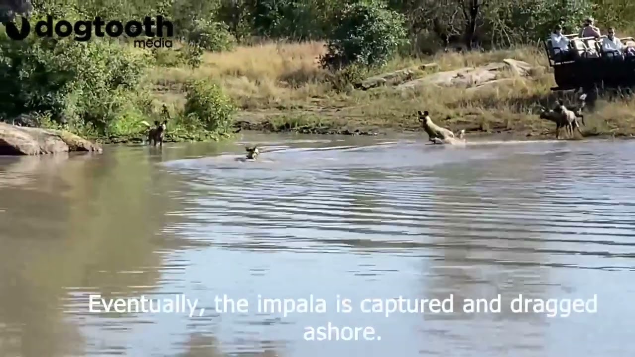 Wild Dogs Use Hippo to Tire out Swimming Impala and Catch It ...