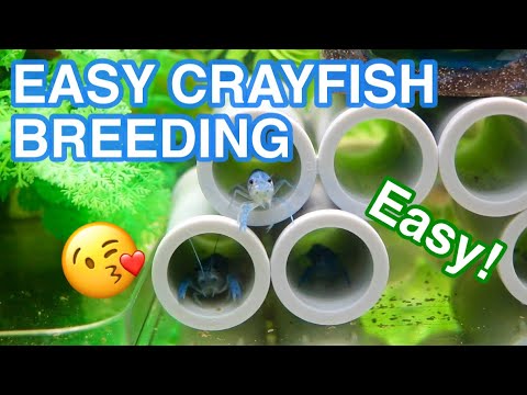 CRAYFISH KEEPING - THE BASICS - YouTube