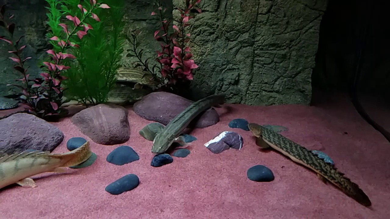 Polypterus tank - YouTube