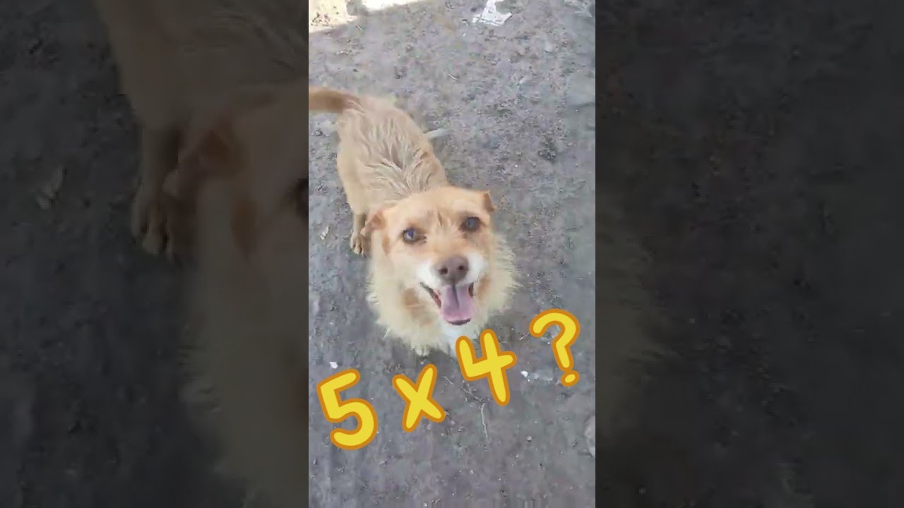 CUANTO ES 5 X 4 YouTube cuanto-es-5-x-4-youtube
