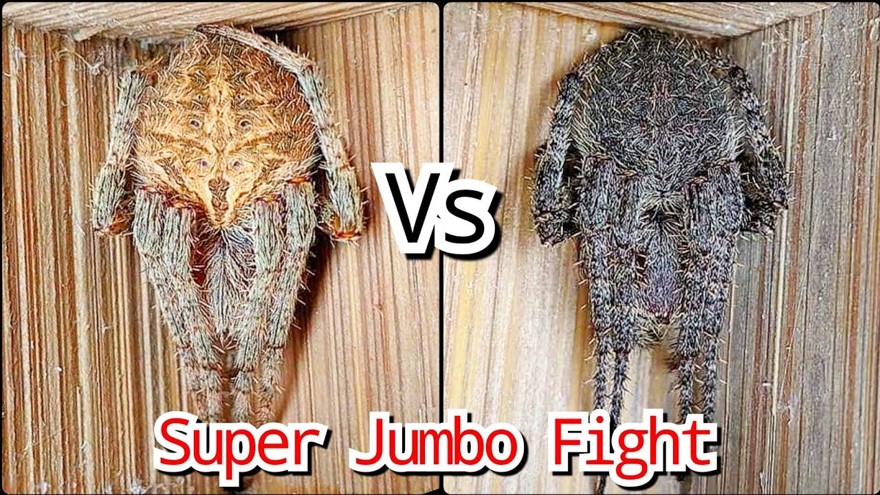 Classic Fight - Gagamba Fight - YouTube