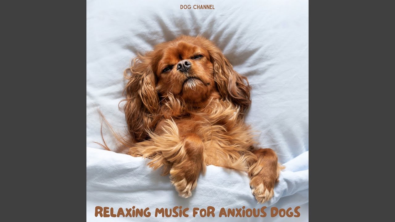 Acoustic Harmony - Healing Sounds for Anxious Dogs - YouTube