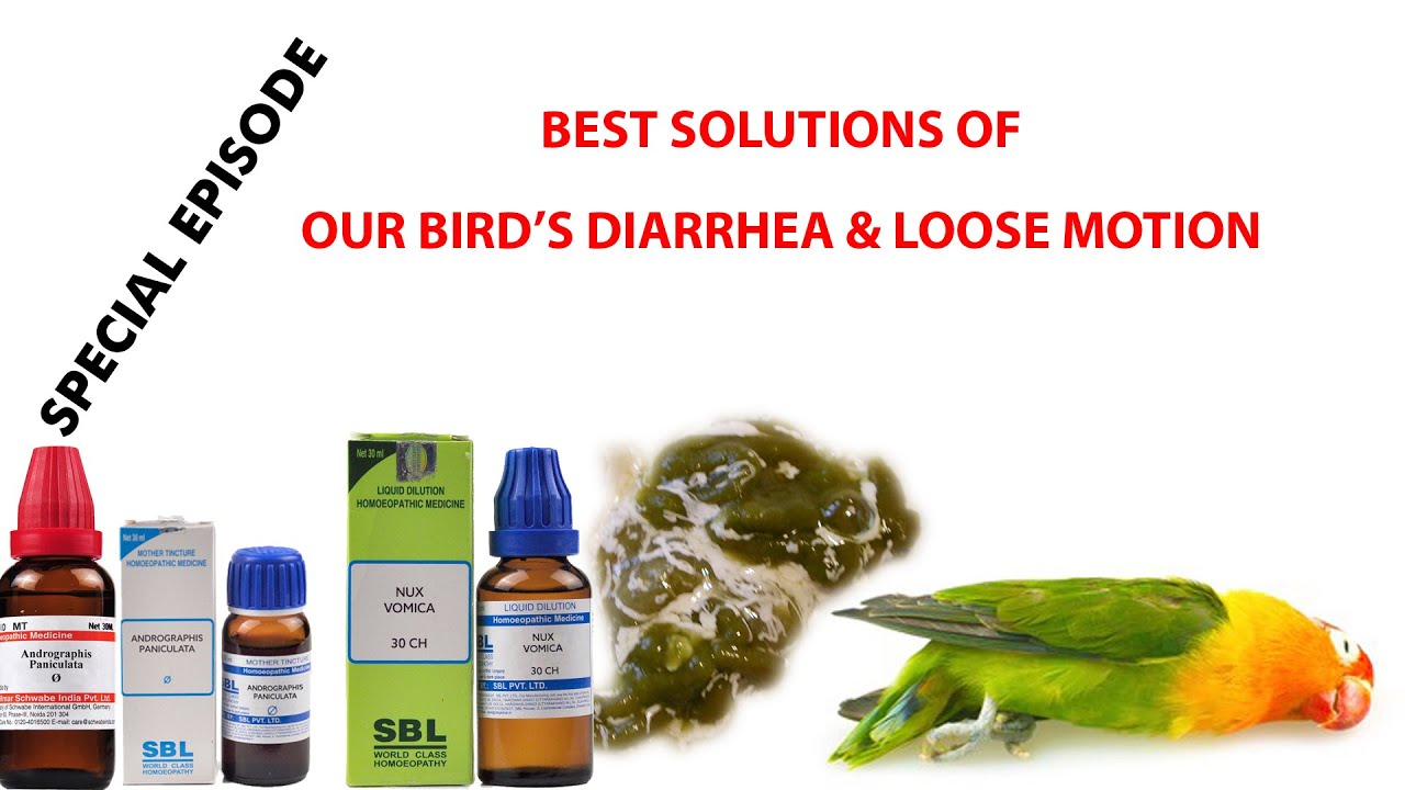 2025 Best Solutions On Bird's Diarrhea & Loose Motion And Also ...