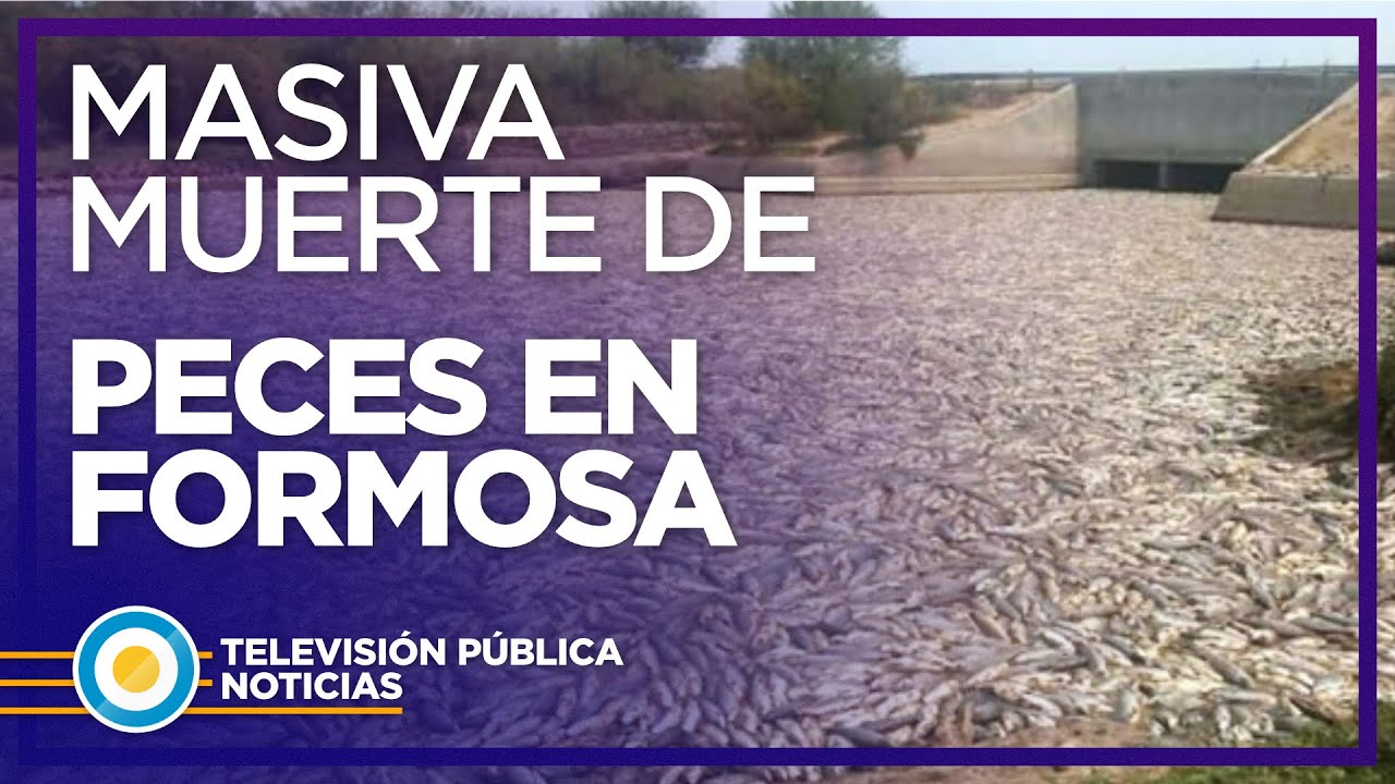 Impactantes imágenes de miles de peces muertos en Formosa - YouTube