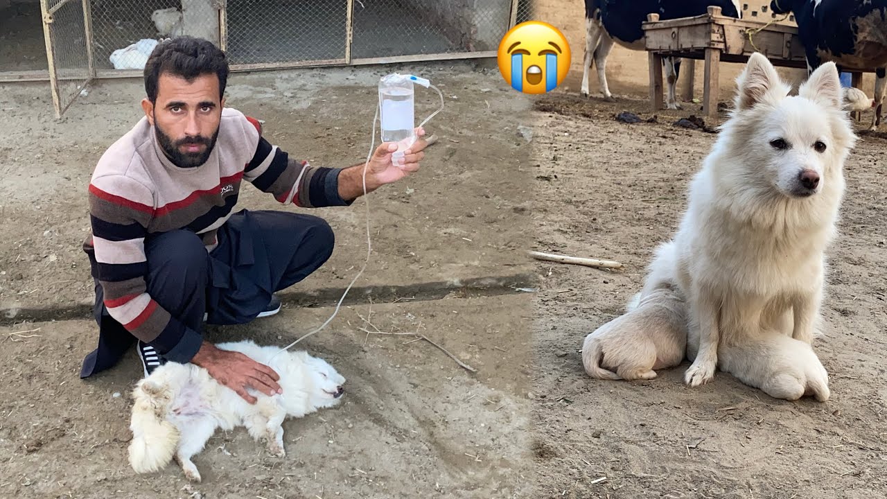 Bubly Bachri ko Drip Lagi Hvi 💧Russian Dog ki Bohat Bimar ho gya😢 Pets ...