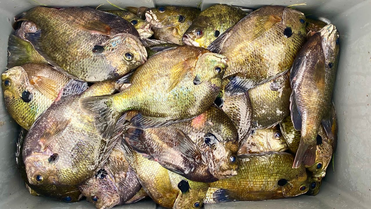 2 HOURS of GIANT BLUEGILL, SHELLCRACKER and COPPERNOSE BREAM! -- Her ...