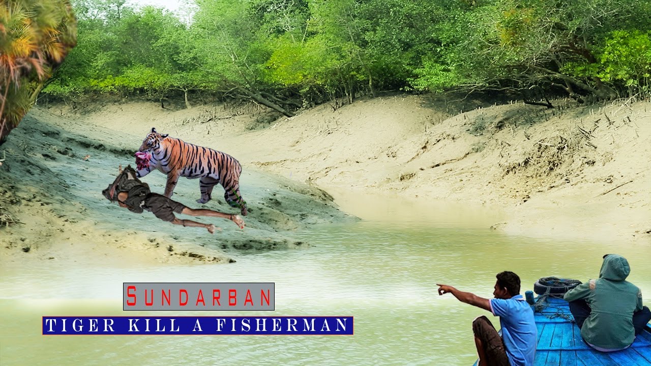 Tiger Kill a Fisherman in Sundarban | Tiger Attack True Family Story ...