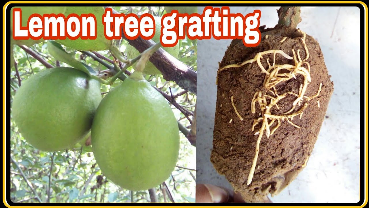lemon tree grafting | লেবু গাছে কলম করার পদ্ধতি | limbu ped ka kalam ...