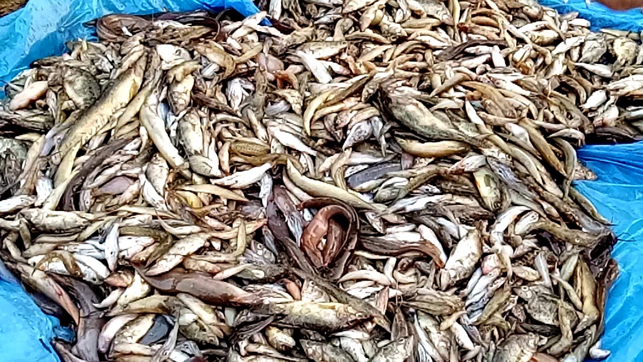 Bangladeshi fish/ Village fish/ deshi gora macher baga kom takai kinun ...
