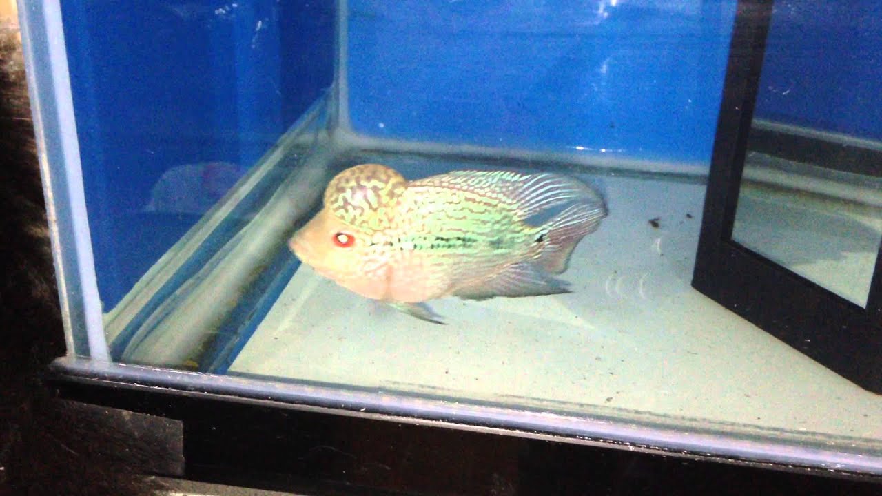 Bdbdh tễ - YouTube