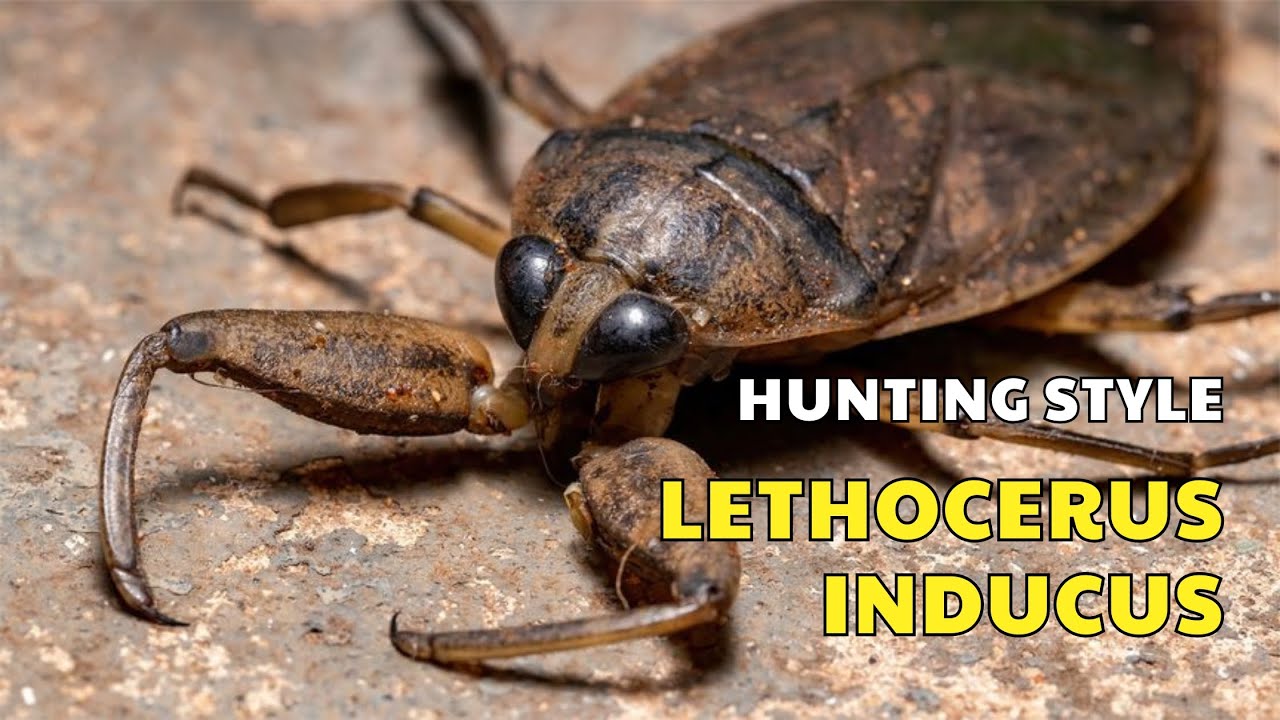 #21 Hunting style of Lethocerus Indicus - YouTube