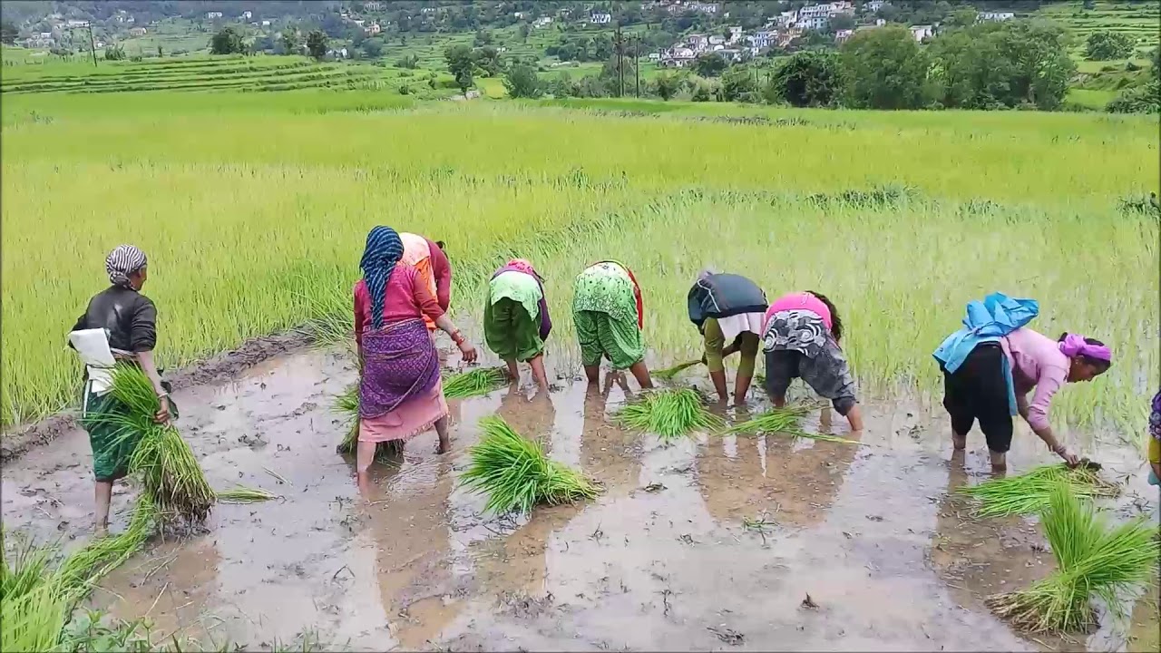 Green Paddy fields being sowed (Dhan ki ropai) lodh ghati someshwar ...