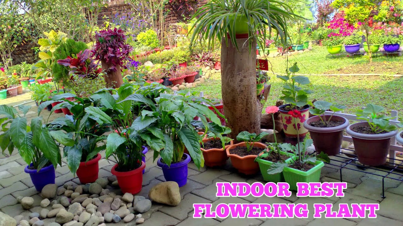 गर्मियों मै बहुत ही सुंदर फूल देने वाला indoor flowering plant पर फरबरी मै ये काम जरूर कर ले ...