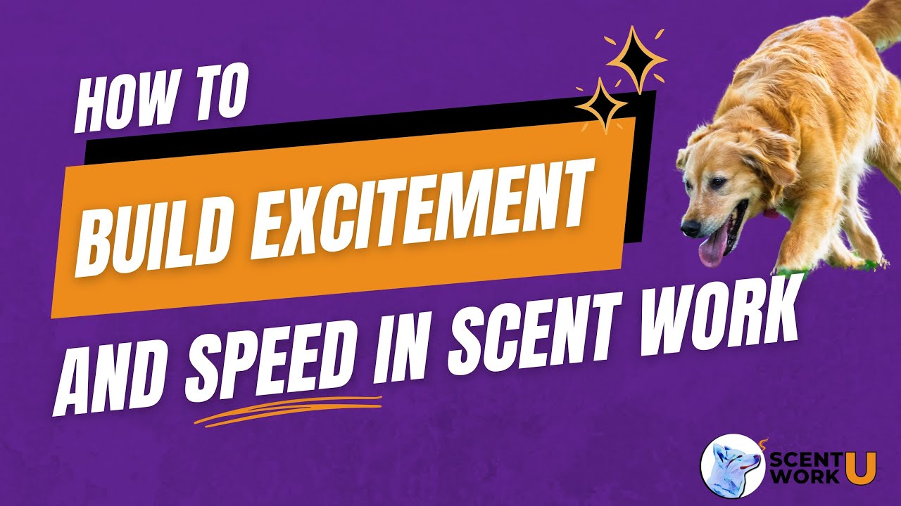 How to Build Excitement and Speed in Scent Work - YouTube