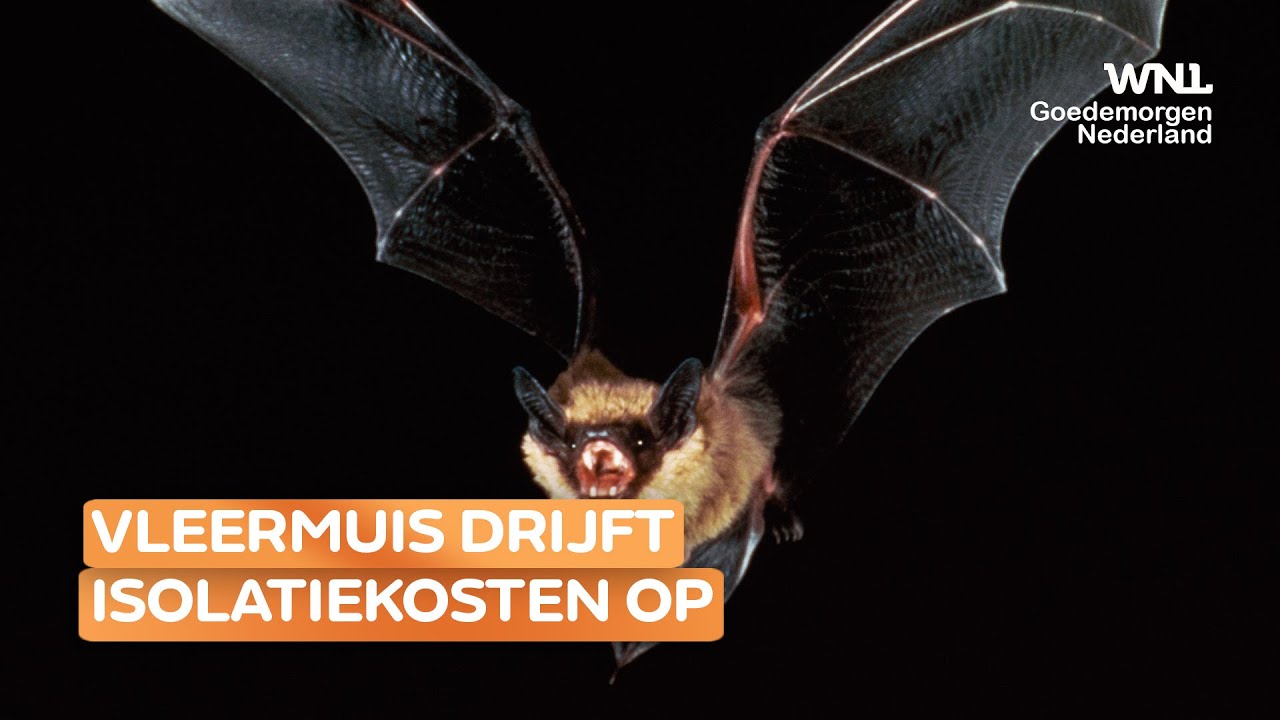 Vleermuizen zuigen rekening huiseigenaren leeg: isolatie wordt te duur ...
