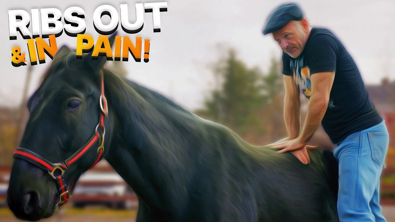 Rescue Horse RIBS OUT Can't Take Saddle ~ SOO MANY CRACKS! - YouTube