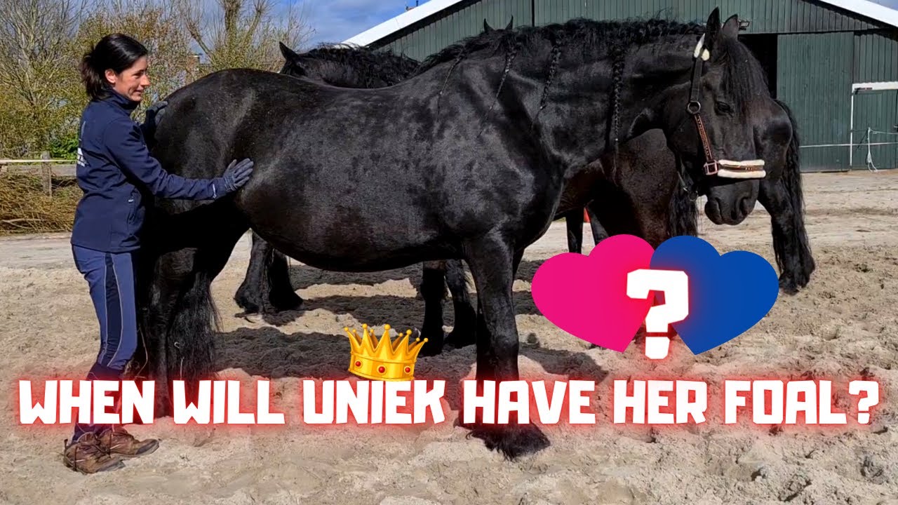 Giveaway! When will Queen👑Uniek's foal be born? | Friesian Horses - YouTube