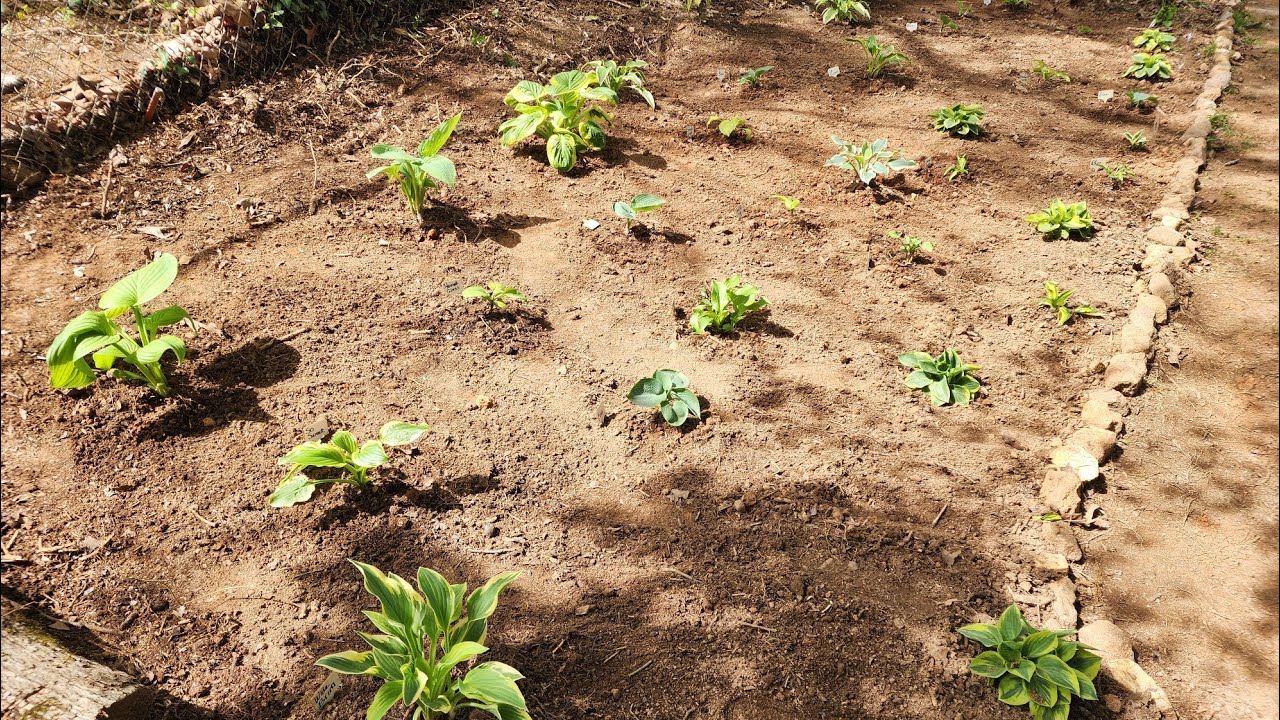 New! An all Hosta garden! The most reliable and versatile perennial in ...