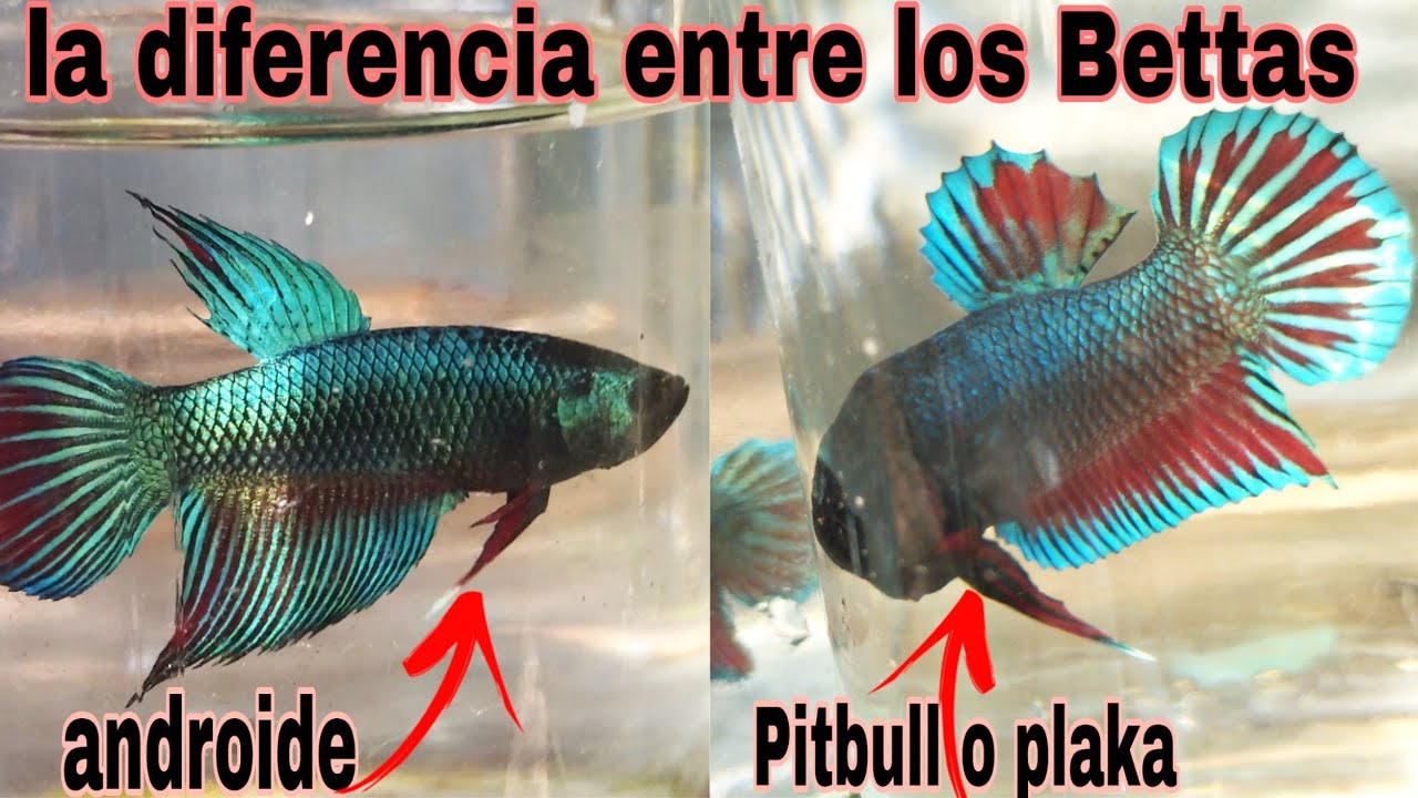 la diferencia entre un betta androide ( cola larga)o pitbull plakat ...