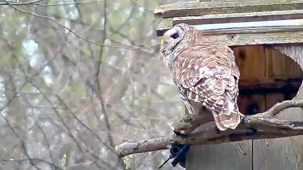 Male and Female Barred Owl Daytime Views! Returns to Nest After Morning ...