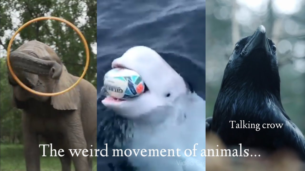 जानवरो की अजीबो-गरीब हरकते || The Weird Movement Of Animals - YouTube