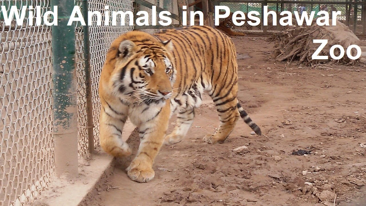 Wild Animals in Peshawar Zoo | Pakistan Tourism - YouTube