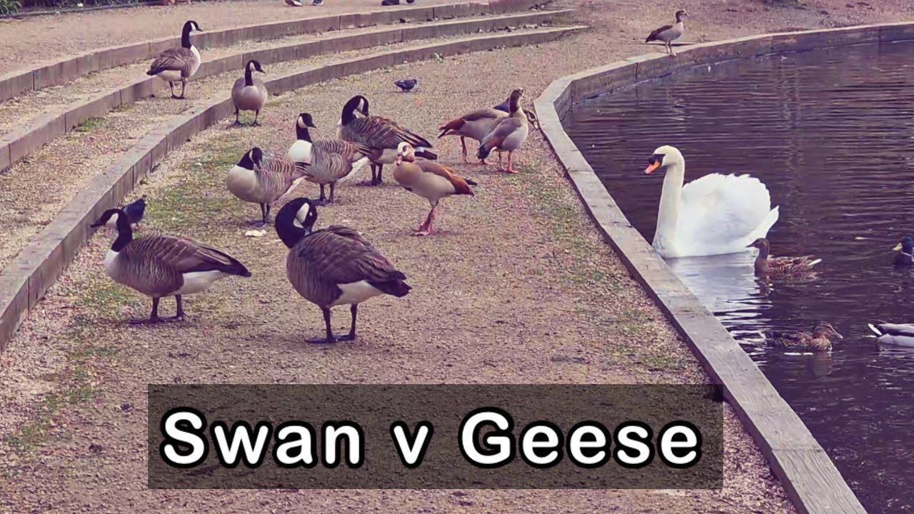 Drama at the pond. Territorial Swan doesn’t want the Geese in the water. Kept me amused for ages ...