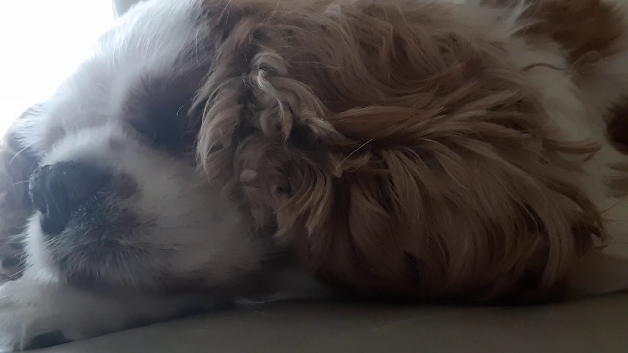 Dog snoring relaxing sleeping sounds - ASMR - YouTube