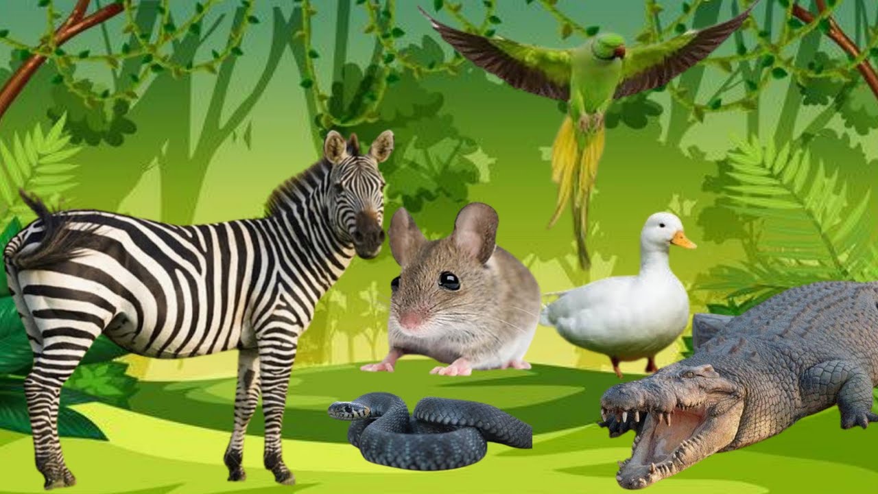Cute Animals Snake Duck Vessel Leopard Cow - All Animals Sound ...
