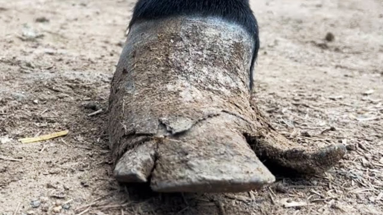 The Master Carefully Repaired The Donkey's Hoof, And The Donkey Cried ...