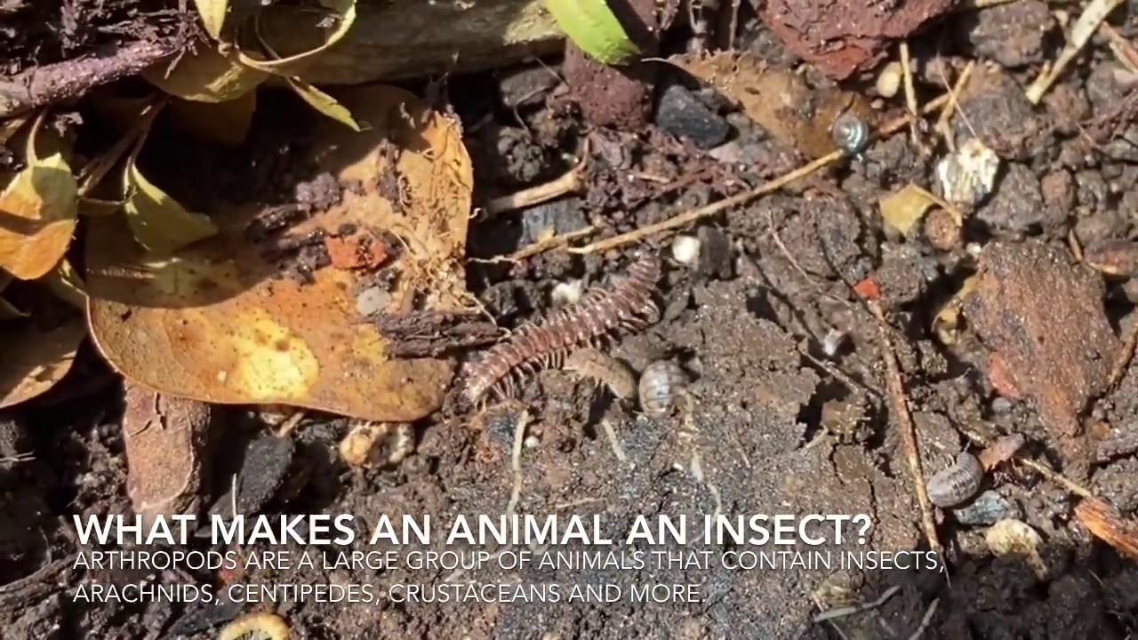 Insects - YouTube