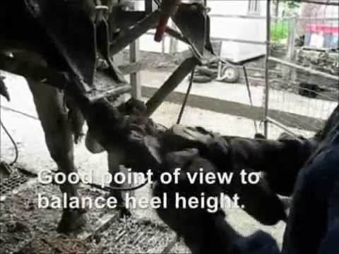 ANKA Crush Best Quality of Work. Cattle hoof trimming Chute - YouTube