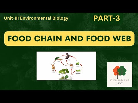 Food chain and food web | Environmental science - YouTube