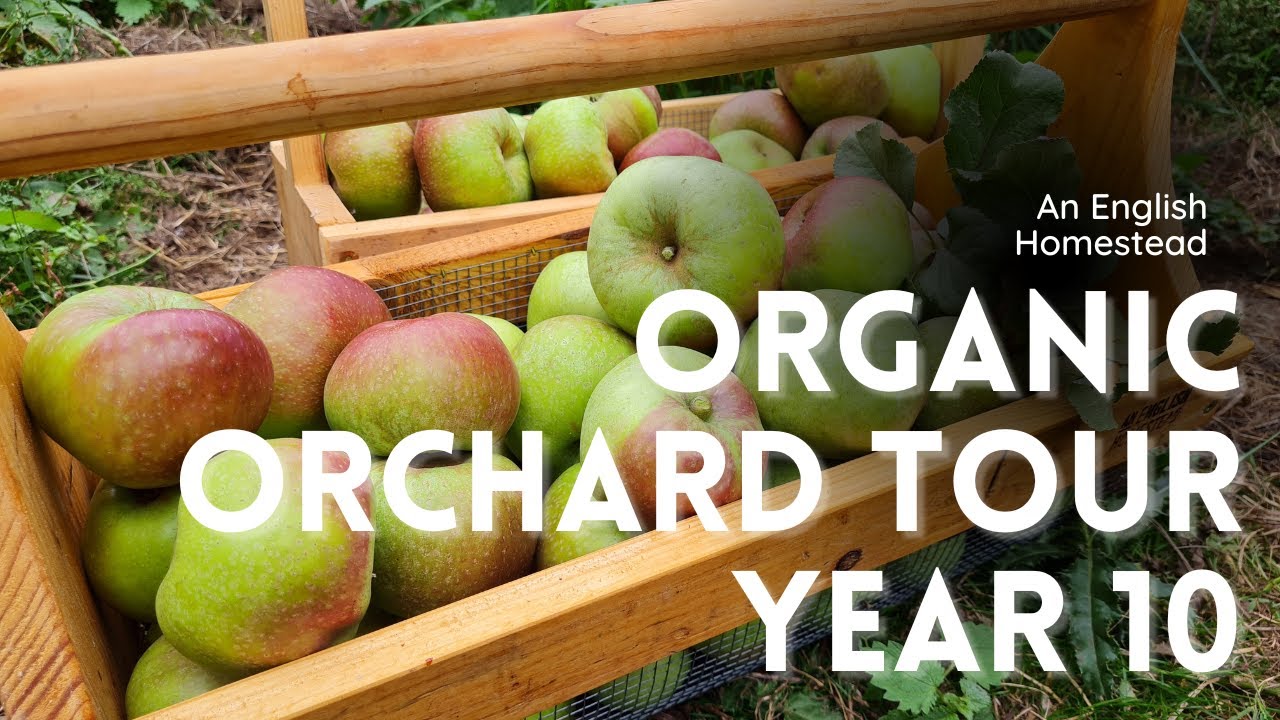 Organic Orchard Tour - 10th year since planting - YouTube
