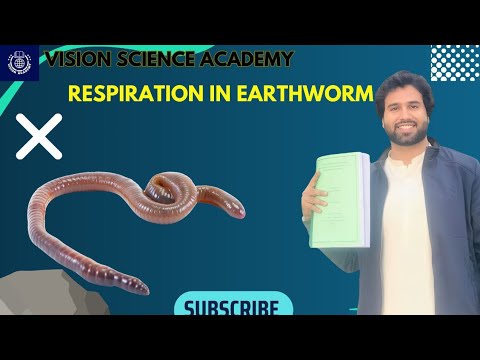 Chapter 13 # Gaseous Exchange| Respiration in Earthworm | 11th class ...