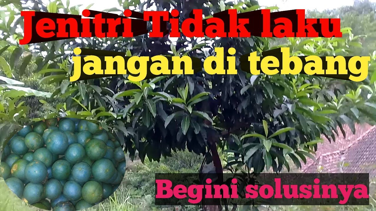 Cara Mengatasi Tanaman Jenitri yang Tidak Laku - YouTube
