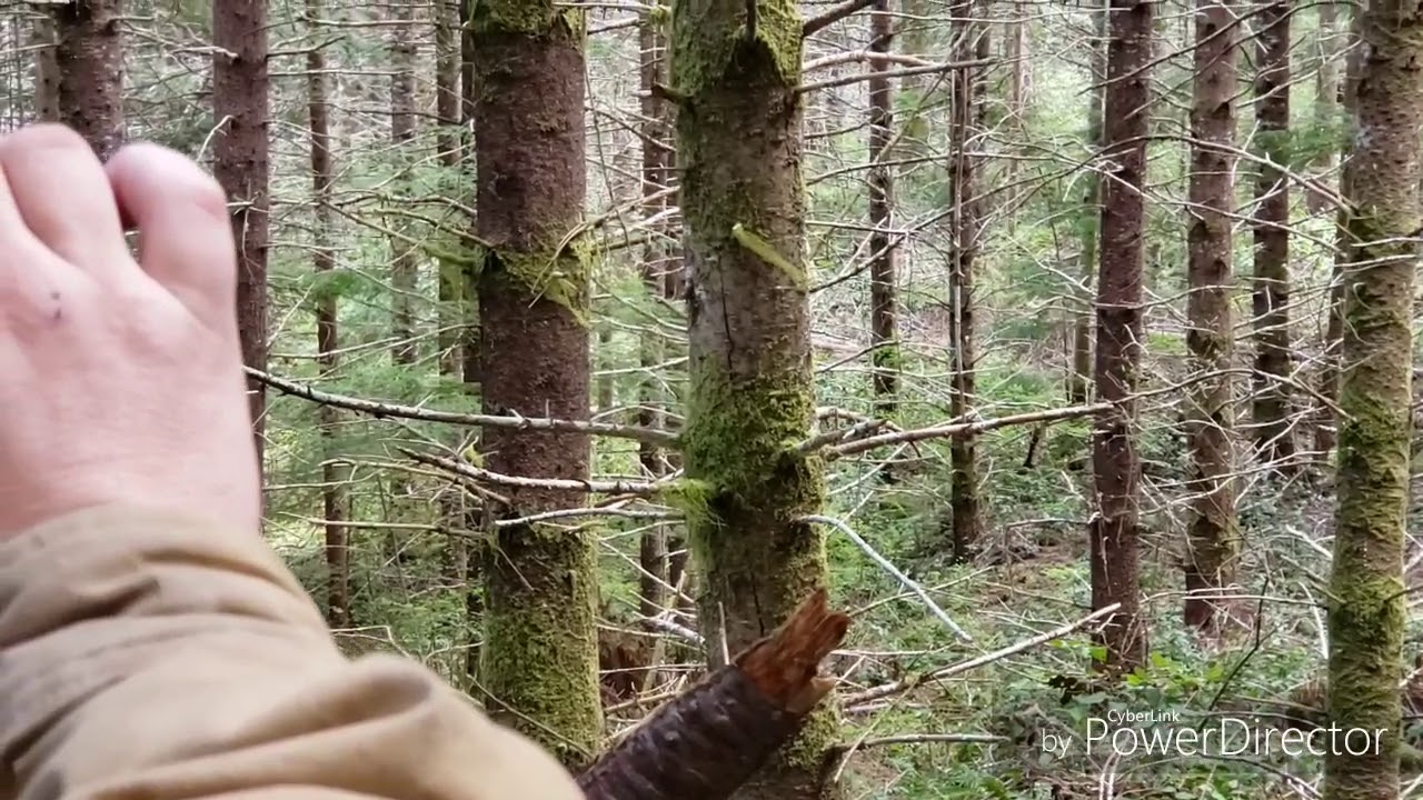 Project Blacklight: Pisgah road sasquatch - YouTube