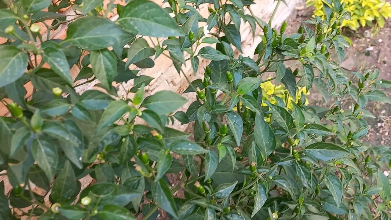 El chile Chiltepe y sus cuidados - YouTube