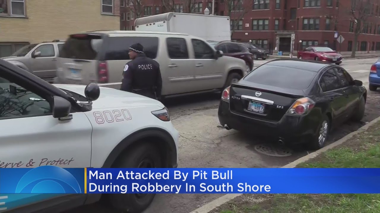 Man attacked by pitbull during robbery in South Shore - YouTube