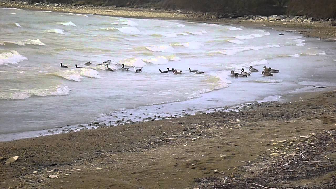 Surfing ducks on very choppy water, wipeout - YouTube