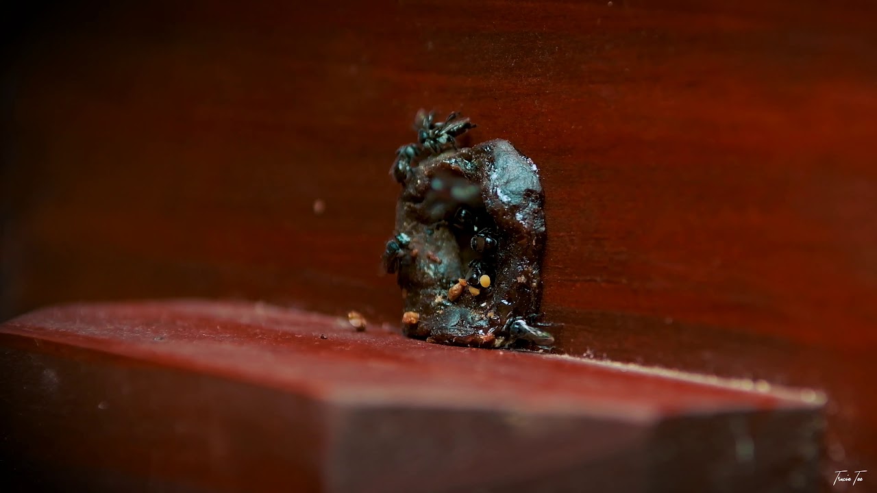 Tetragonula Hockingsi Native Bees Happy with New Budding Hive - YouTube