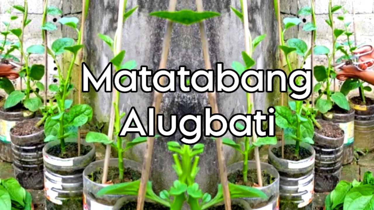 self watering, bagong paraan ng pagtanim ng Alugbati - YouTube