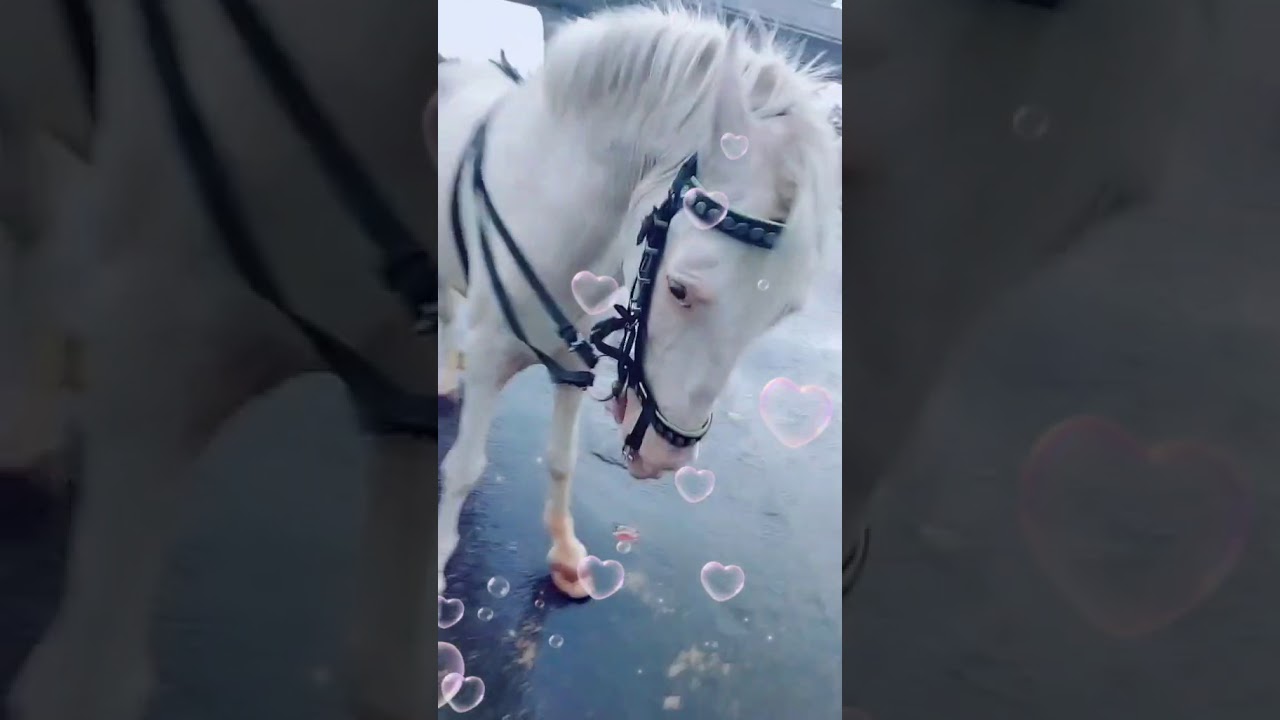 Zuljinah imam hussain - YouTube